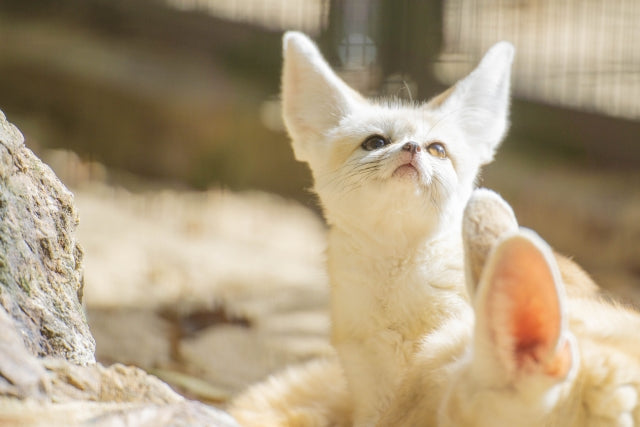 フェネックとは？値段や飼い方まで詳しく解説！ – NIGAOE PETS